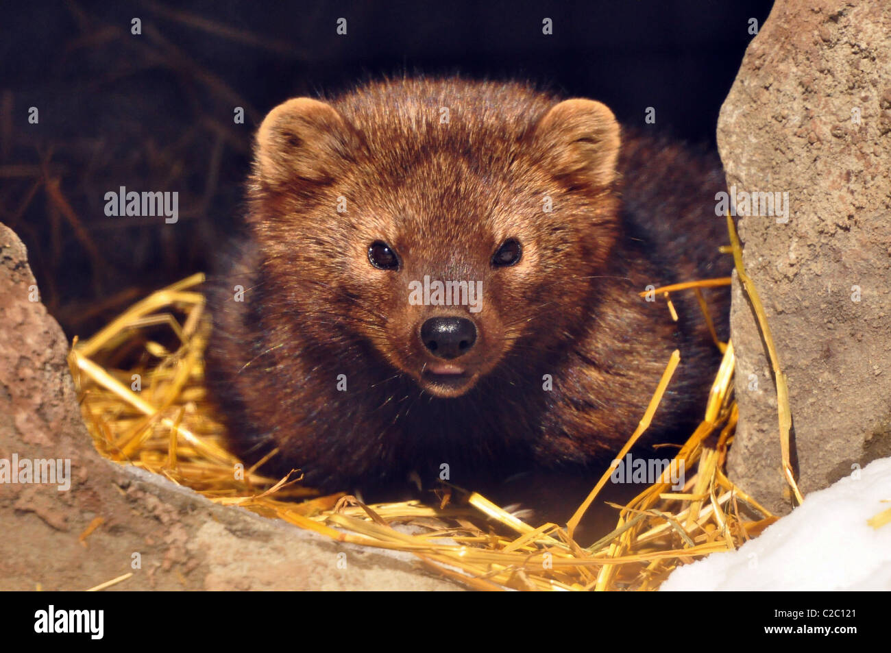 Close-up of a fisher Stock Photo - Alamy