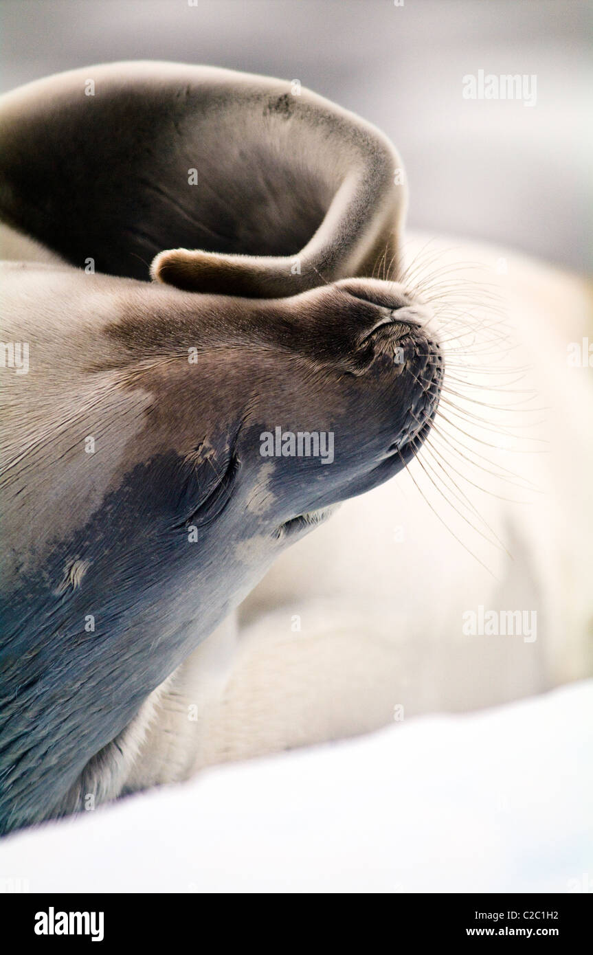 A Crabeater Seal on an iceberg scratches it's face with a flipper Stock ...