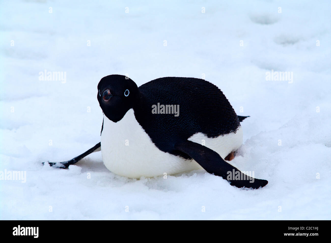 An Adelie Penguin slides on the snow on it's belly using its flippers ...