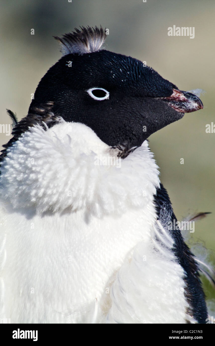 Penguins With Fohawk