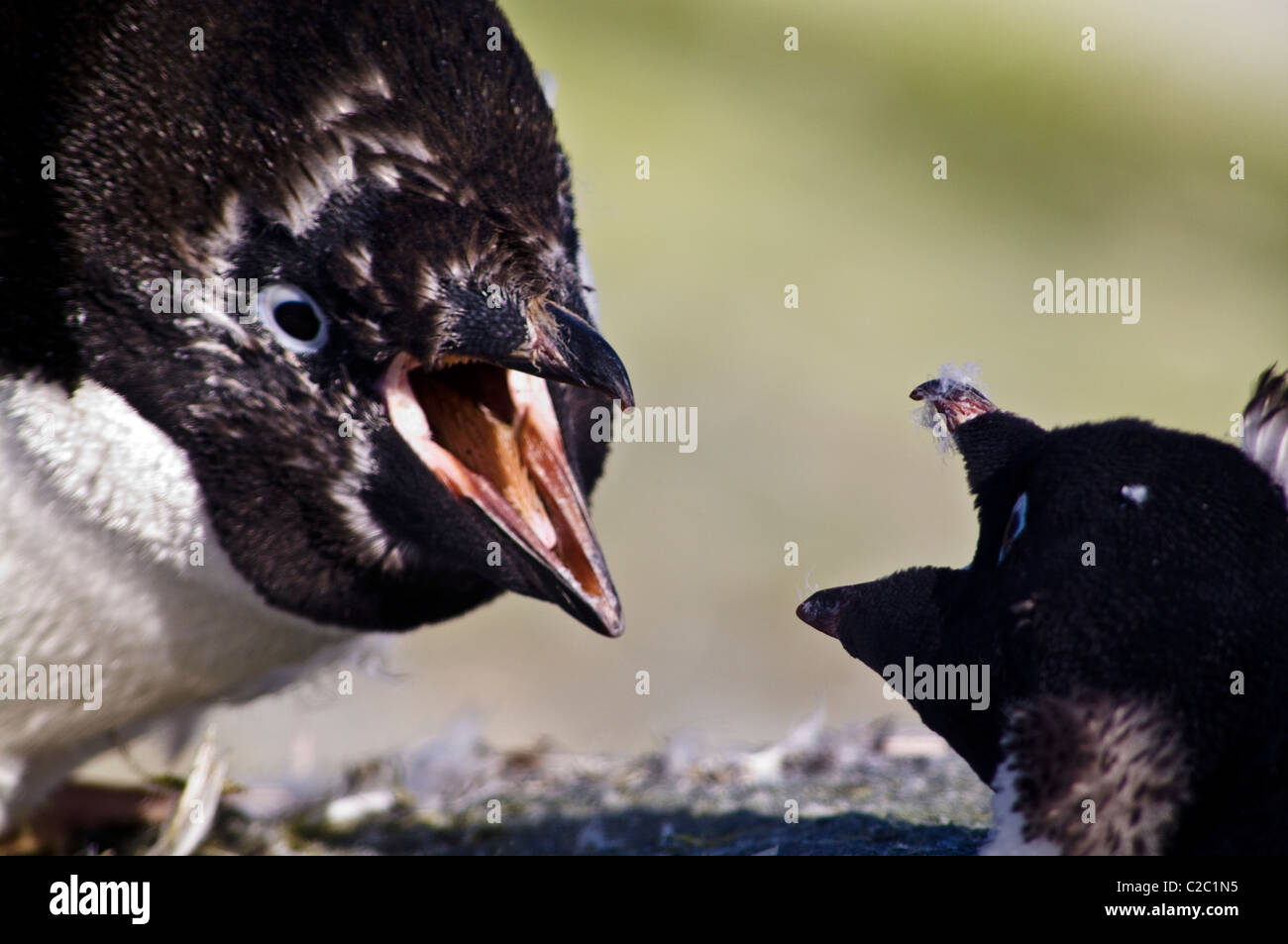 Two large Adelie Penguin chicks fight using their razor-sharp beaks ...