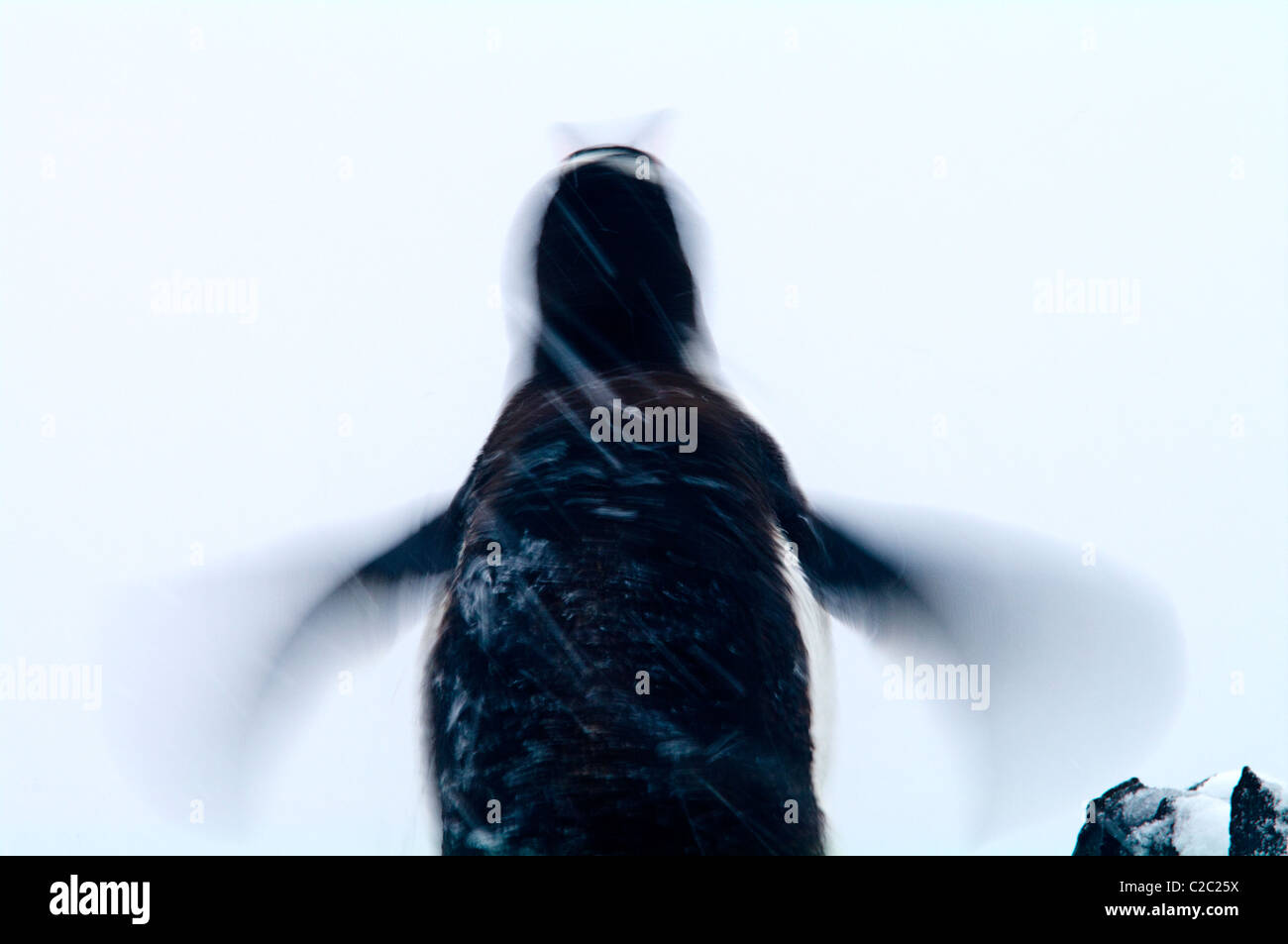 A Gentoo Penguin flaps flippers to shake off snow during a blizzard ...