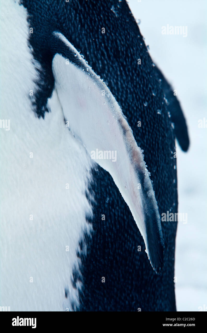 Snow flakes gather of the flipper and back of a Gentoo Penguin Stock ...