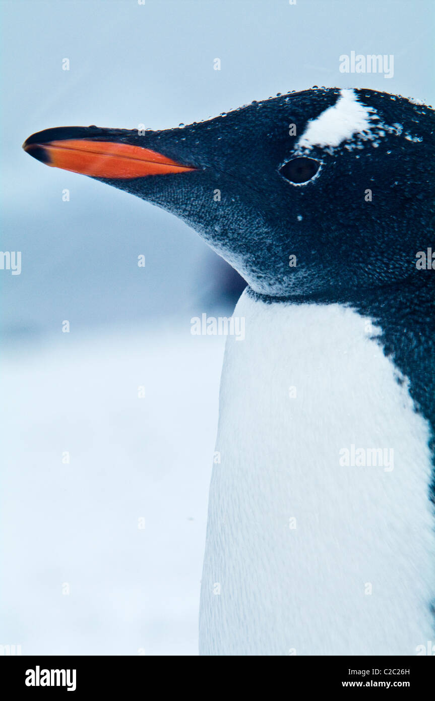 A portrait of the bright orange beak and head of a Gentoo Penguin Stock ...