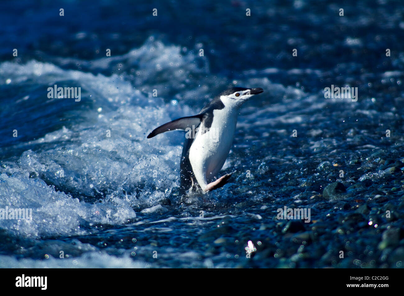 What Are Penguins Predators