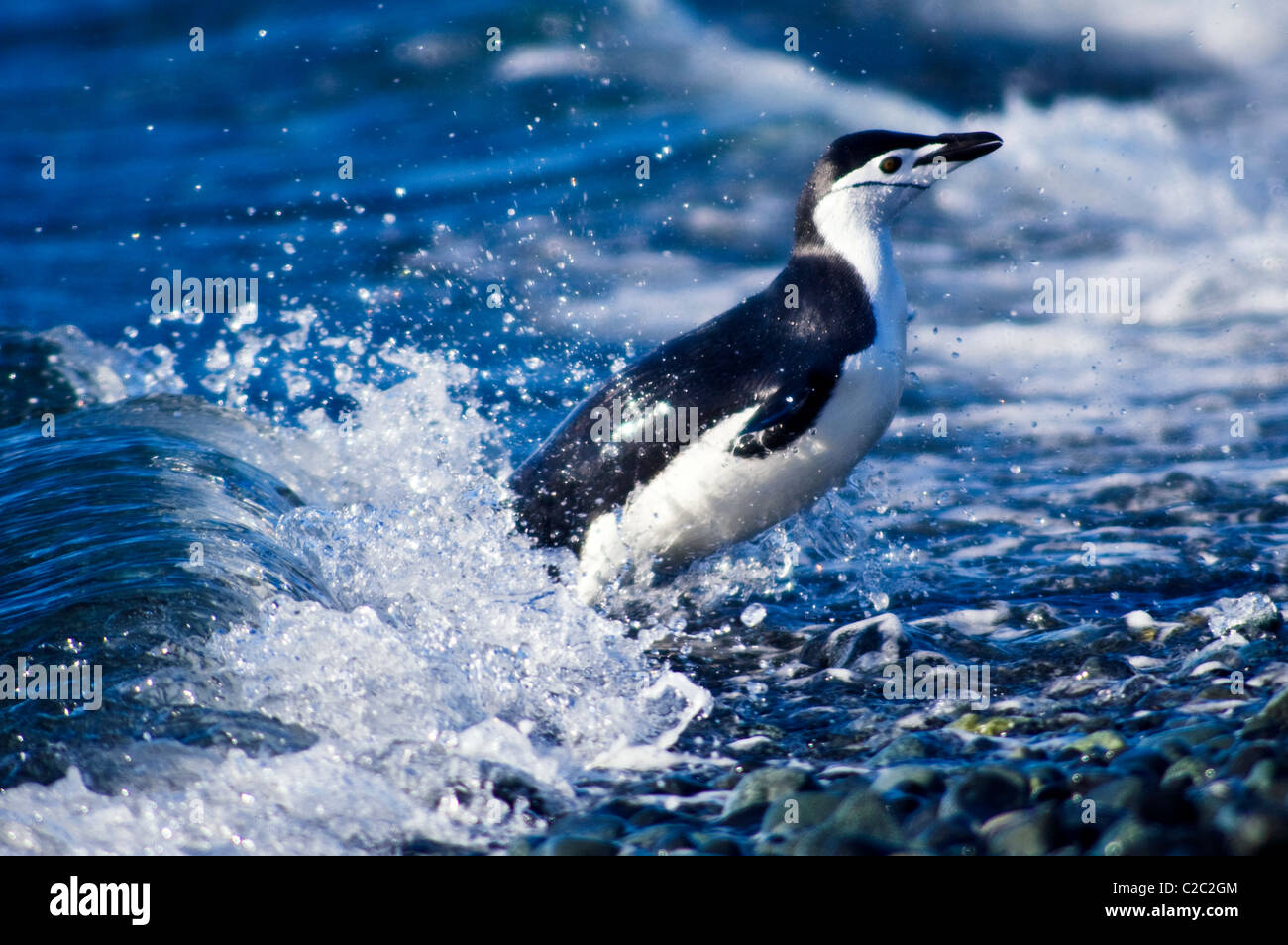 Chinstrap Penguins Predators