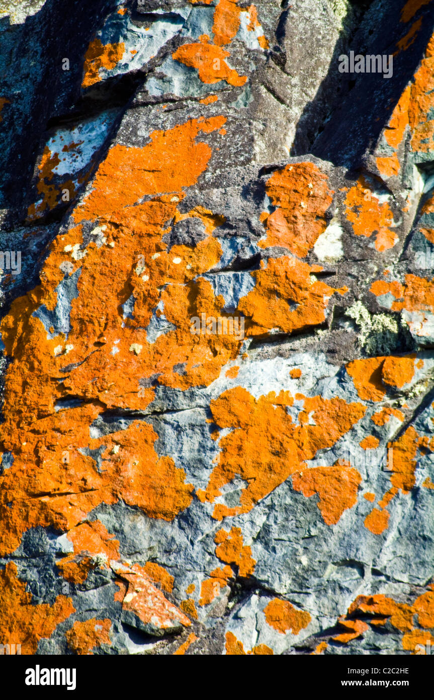 Bright orange lichens adorn jagged rocks on an inhospitable island ...