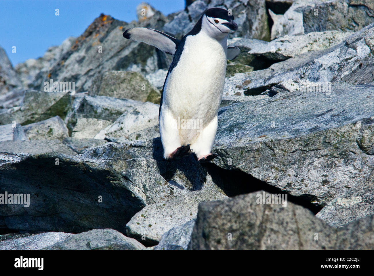 Penguin jump rocks hi-res stock photography and images - Alamy