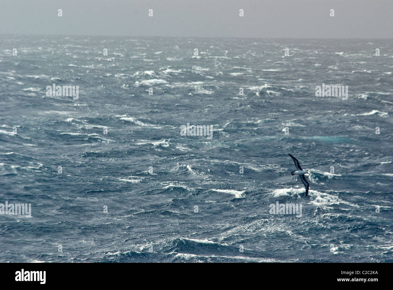 An Albatross soars across a windswept grey stormy featureless ocean ...