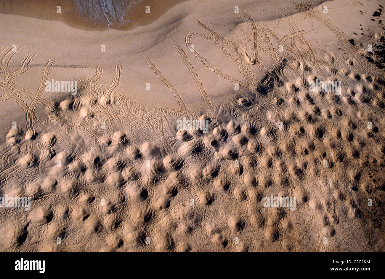 Turtles Ascension Island Stock Photo - Alamy