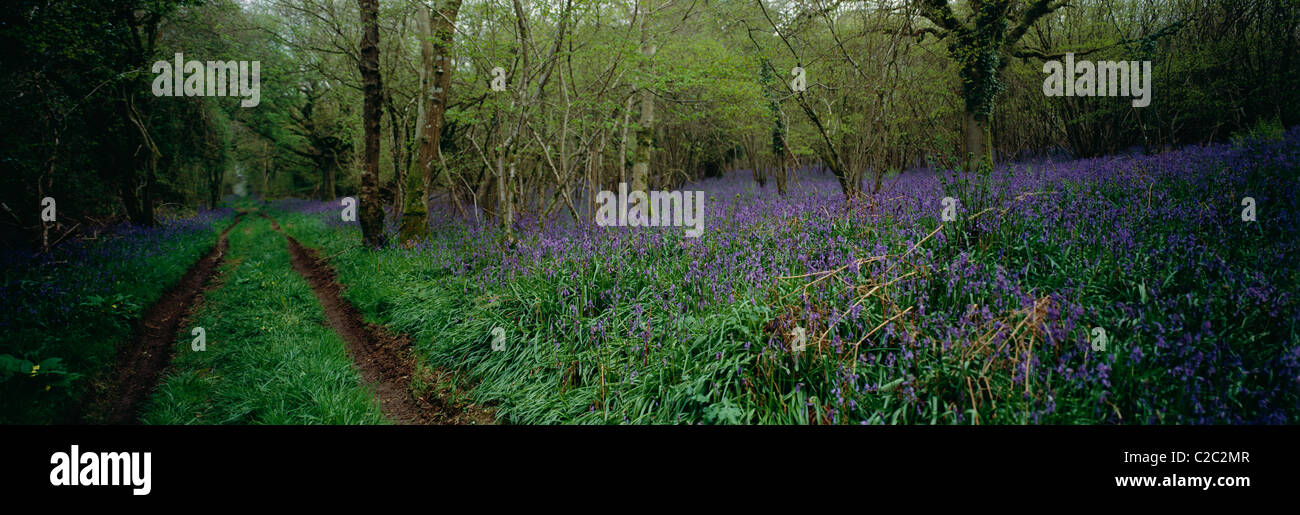 Bluebells Dorset England Stock Photo - Alamy