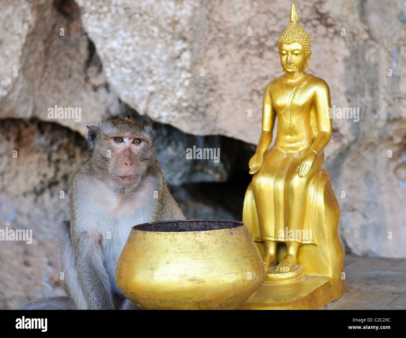 Monkey in Thai Buddha temple. Focus on ape`s eye Stock Photo - Alamy