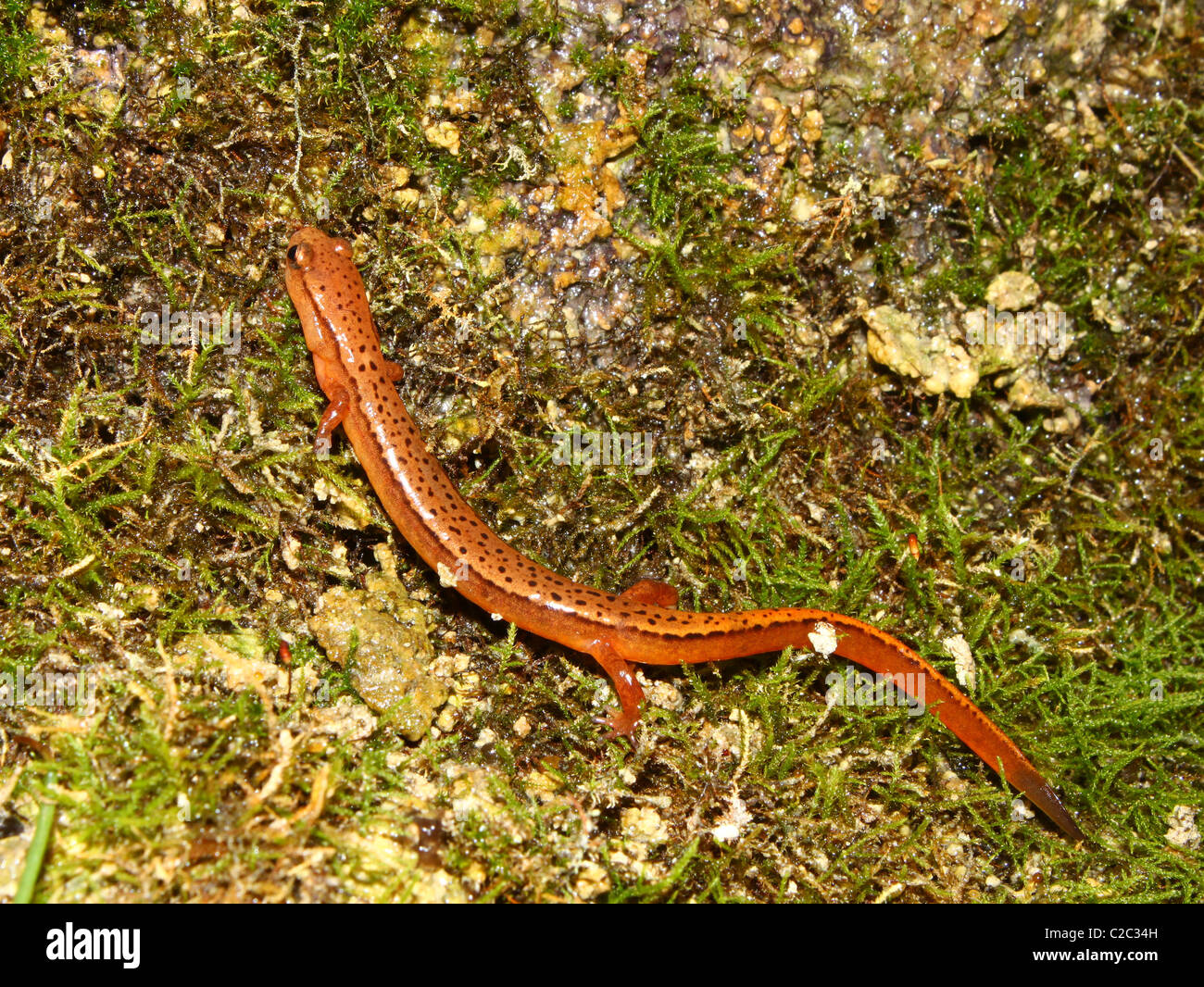 Southern Two-lined Salamander (Eurycea cirrigera Stock Photo - Alamy