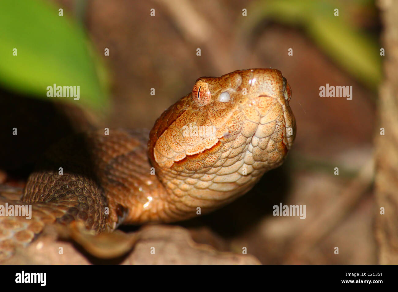 Copperhead (Agkistrodon contortrix Stock Photo - Alamy