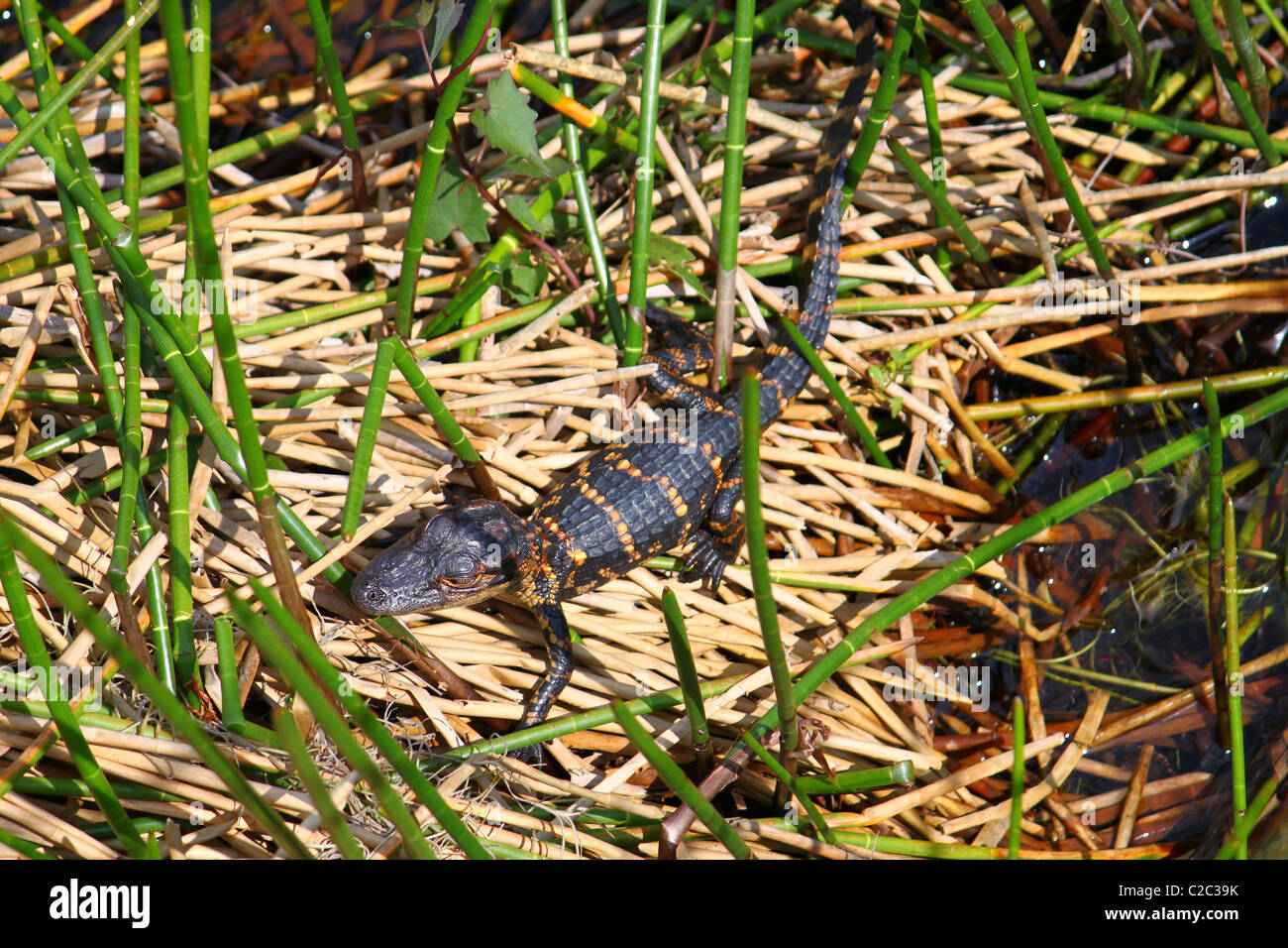 American Alligator (Alligator mississippiensis Stock Photo - Alamy