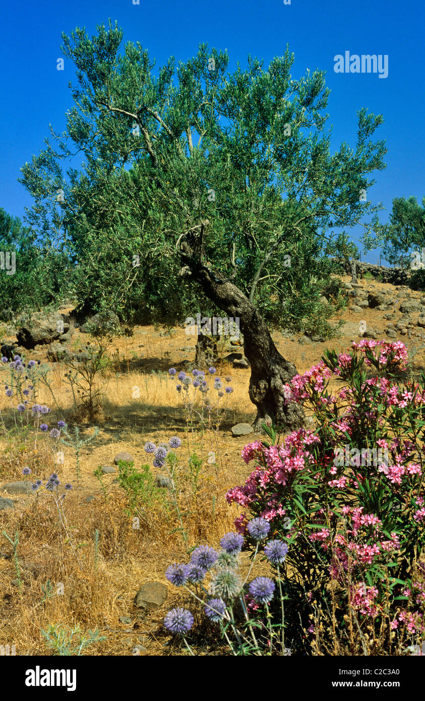 Greece olive oil lesbos hi-res stock photography and images - Alamy