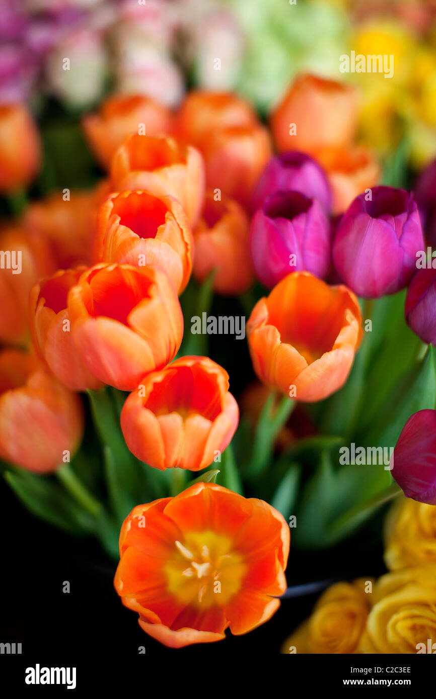 Tulip price hi-res stock photography and images - Alamy