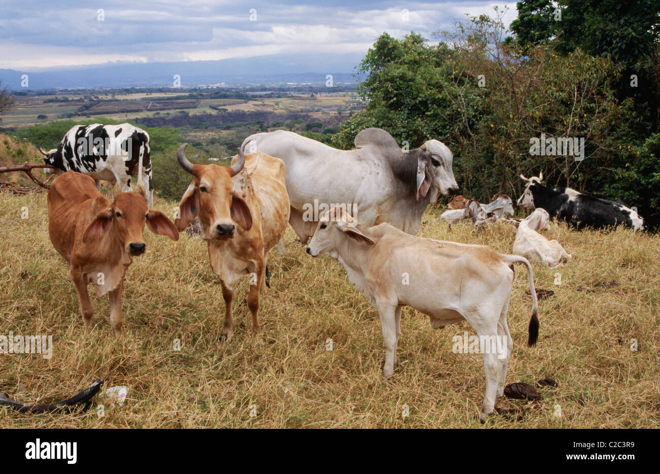 Travel cattle costa rica hi-res stock photography and images - Alamy