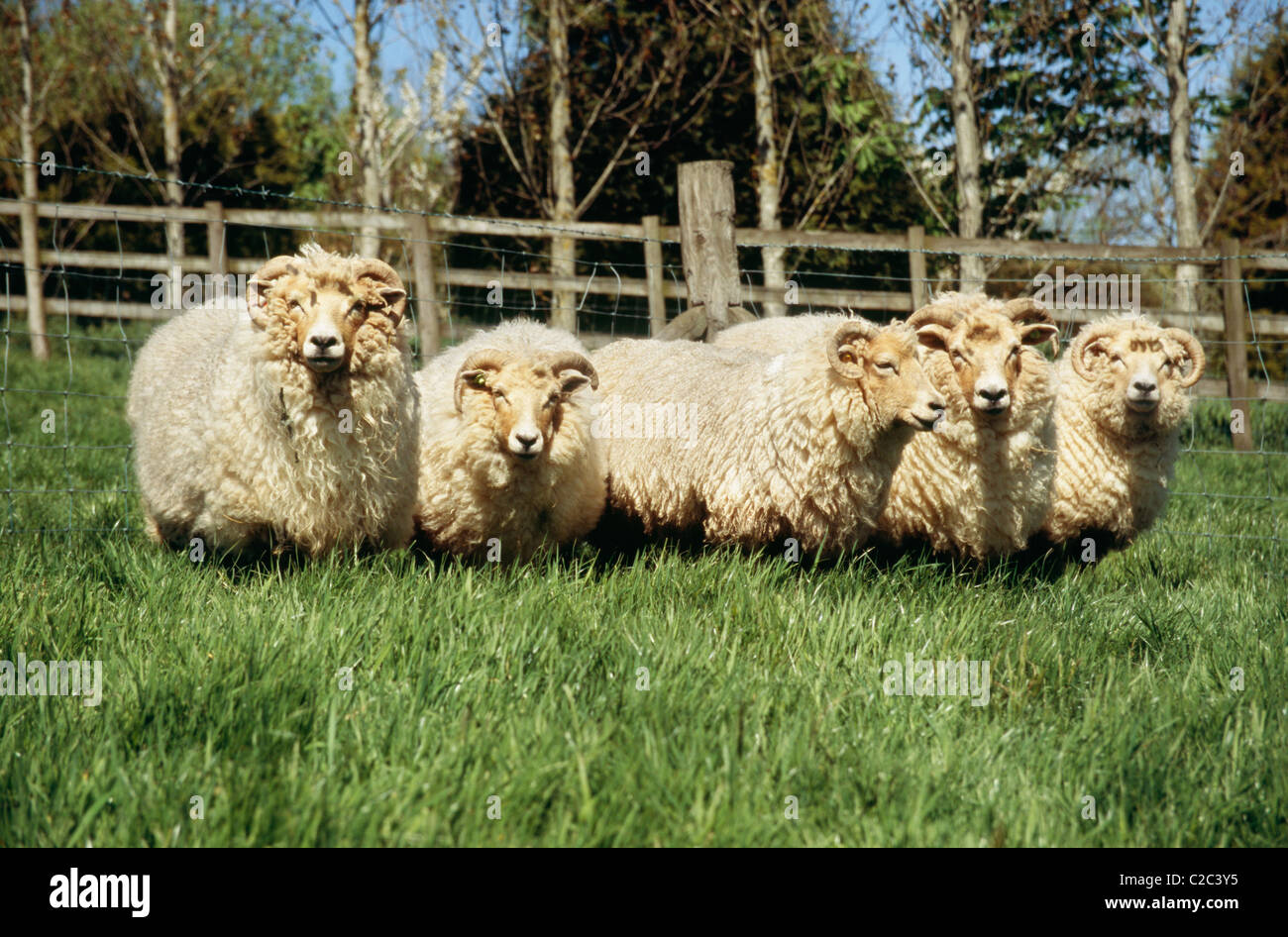 Portland sheep hi-res stock photography and images - Alamy