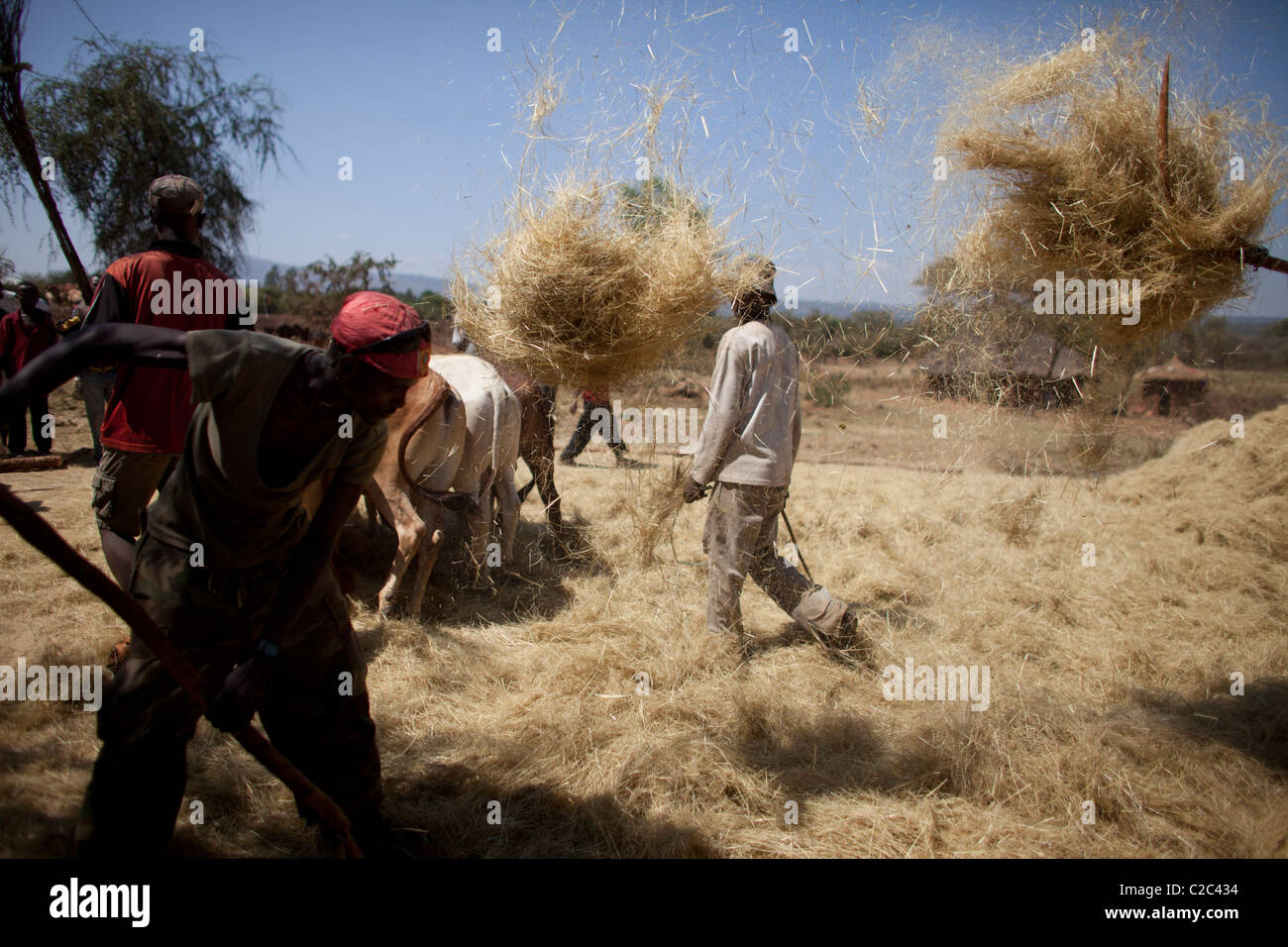 Winnowing hi-res stock photography and images - Alamy