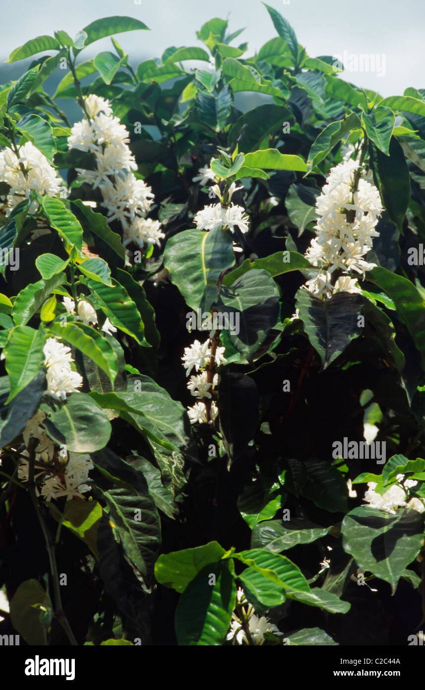 Coffee pollination hi-res stock photography and images - Alamy