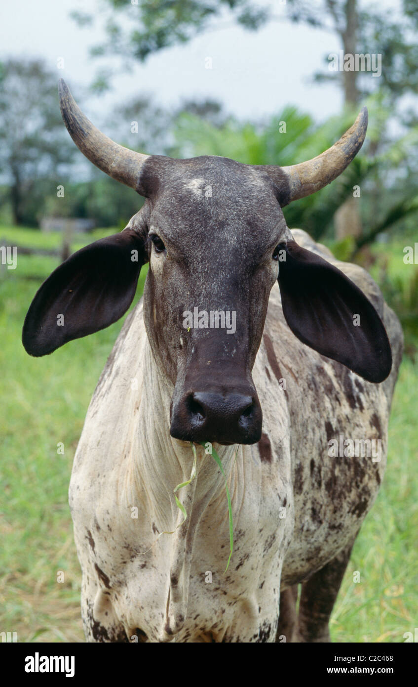 Indu Cattle