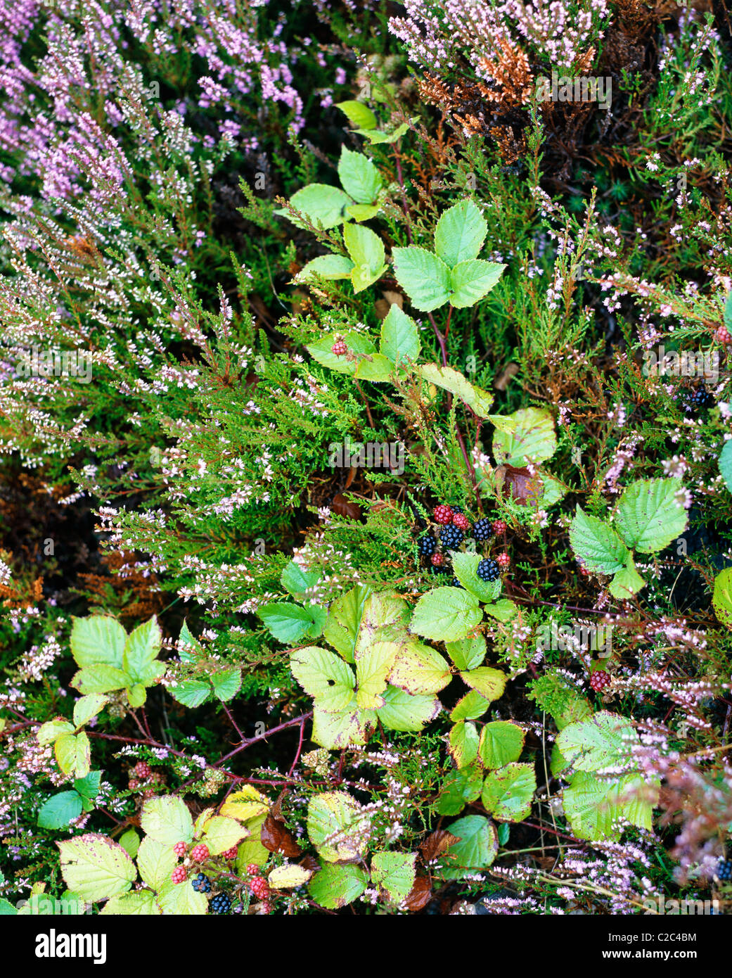 Heather Plant Highlands Scotland Stock Photo - Alamy