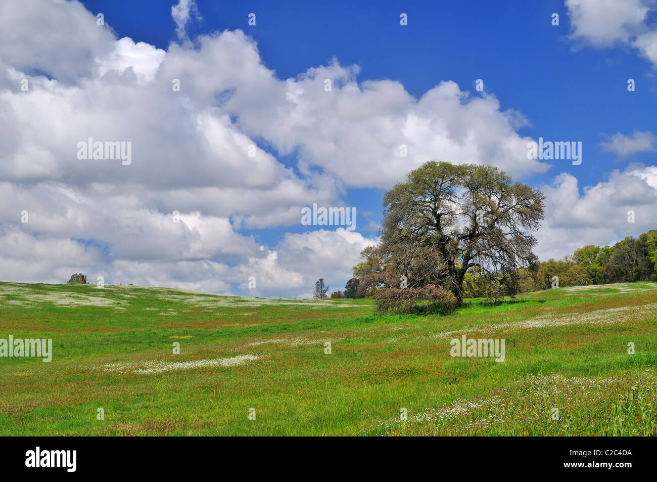 Verdant Scenery High Resolution Stock Photography and Images - Alamy