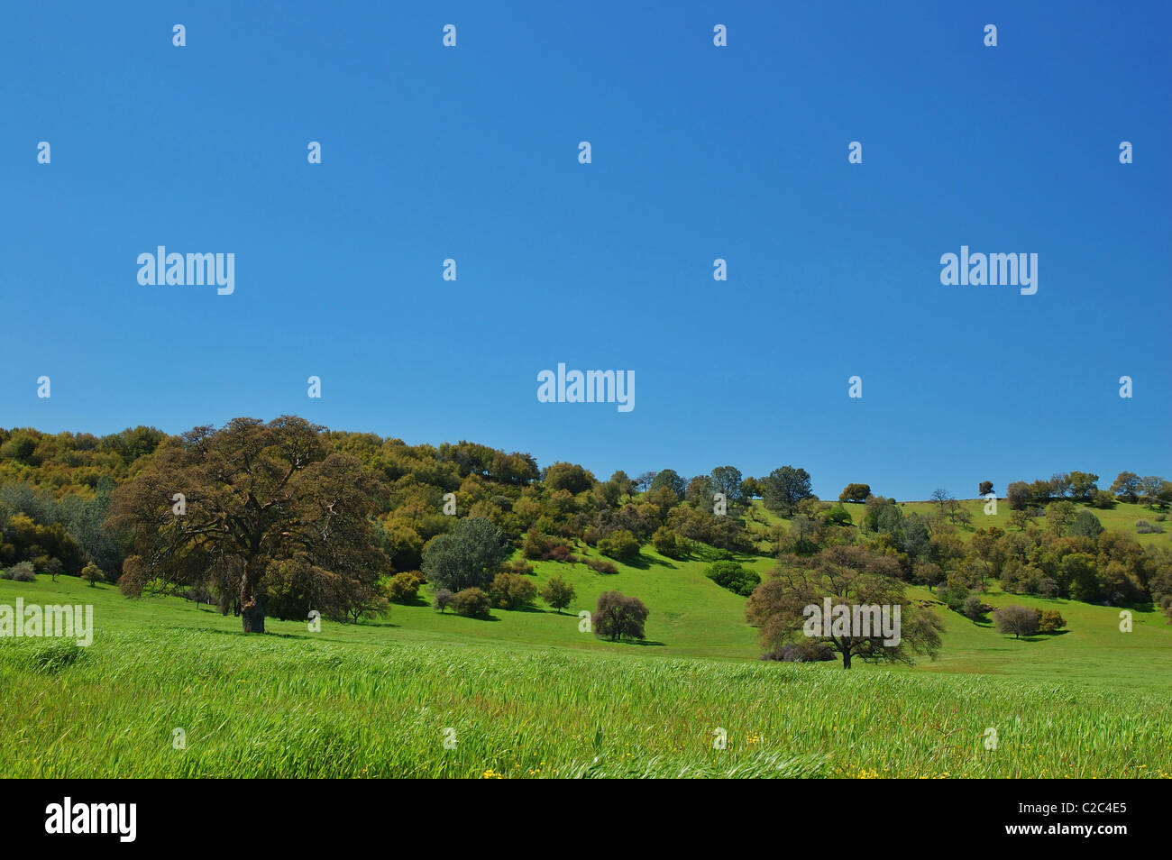 the countryside of northern California in springtime Stock Photo - Alamy