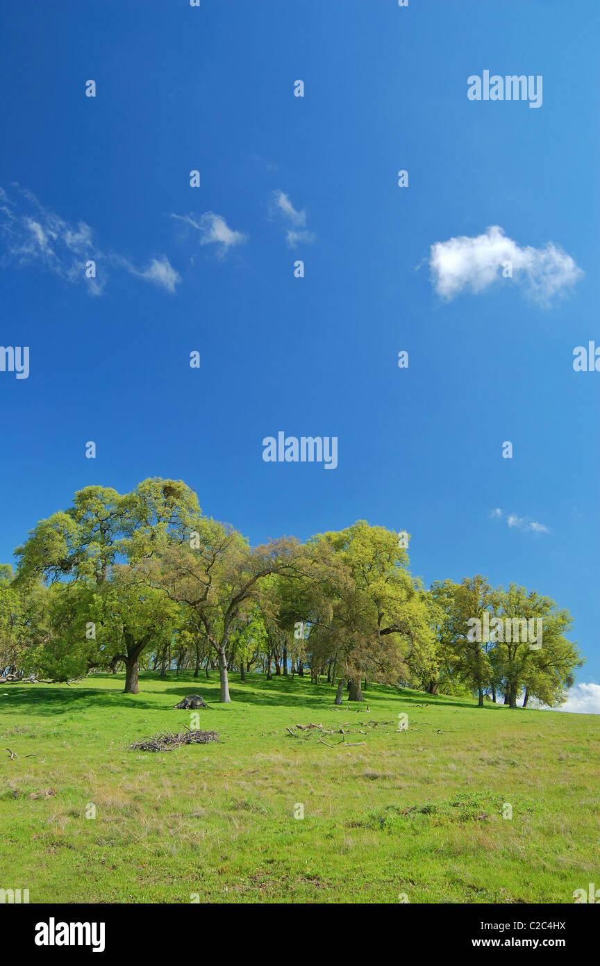 the countryside of northern California in springtime Stock Photo - Alamy