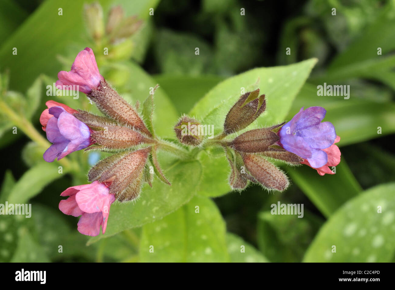 Lungworts hi-res stock photography and images - Alamy