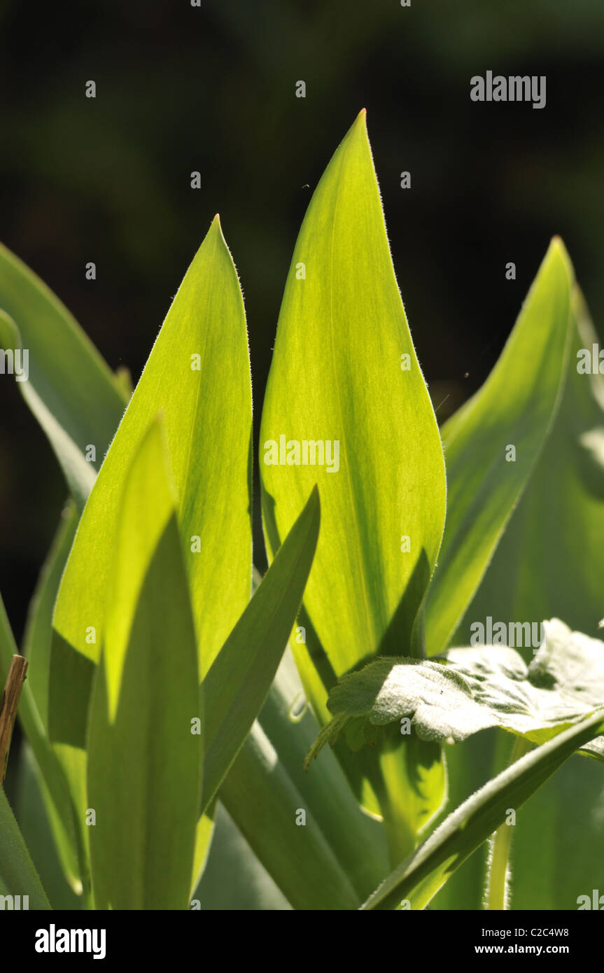 Backlit tulip hi-res stock photography and images - Alamy