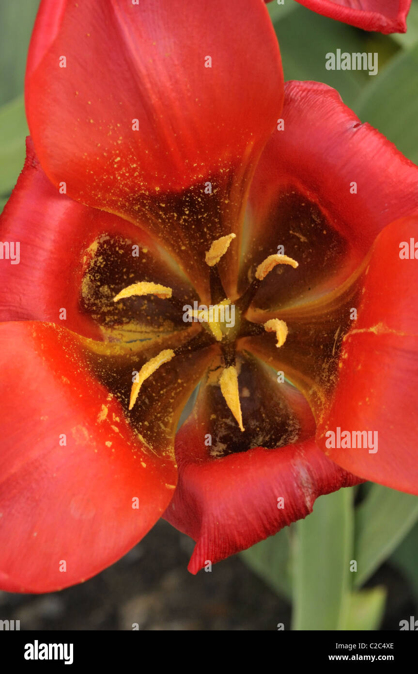 Stamen nobody plant hi-res stock photography and images - Alamy