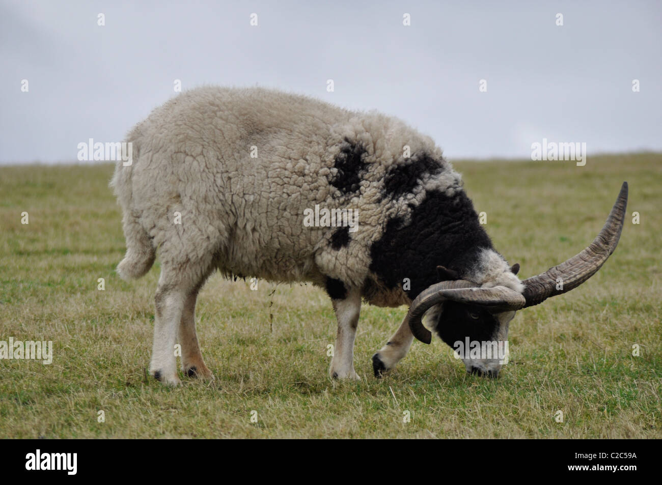 Ram eating hi-res stock photography and images - Alamy