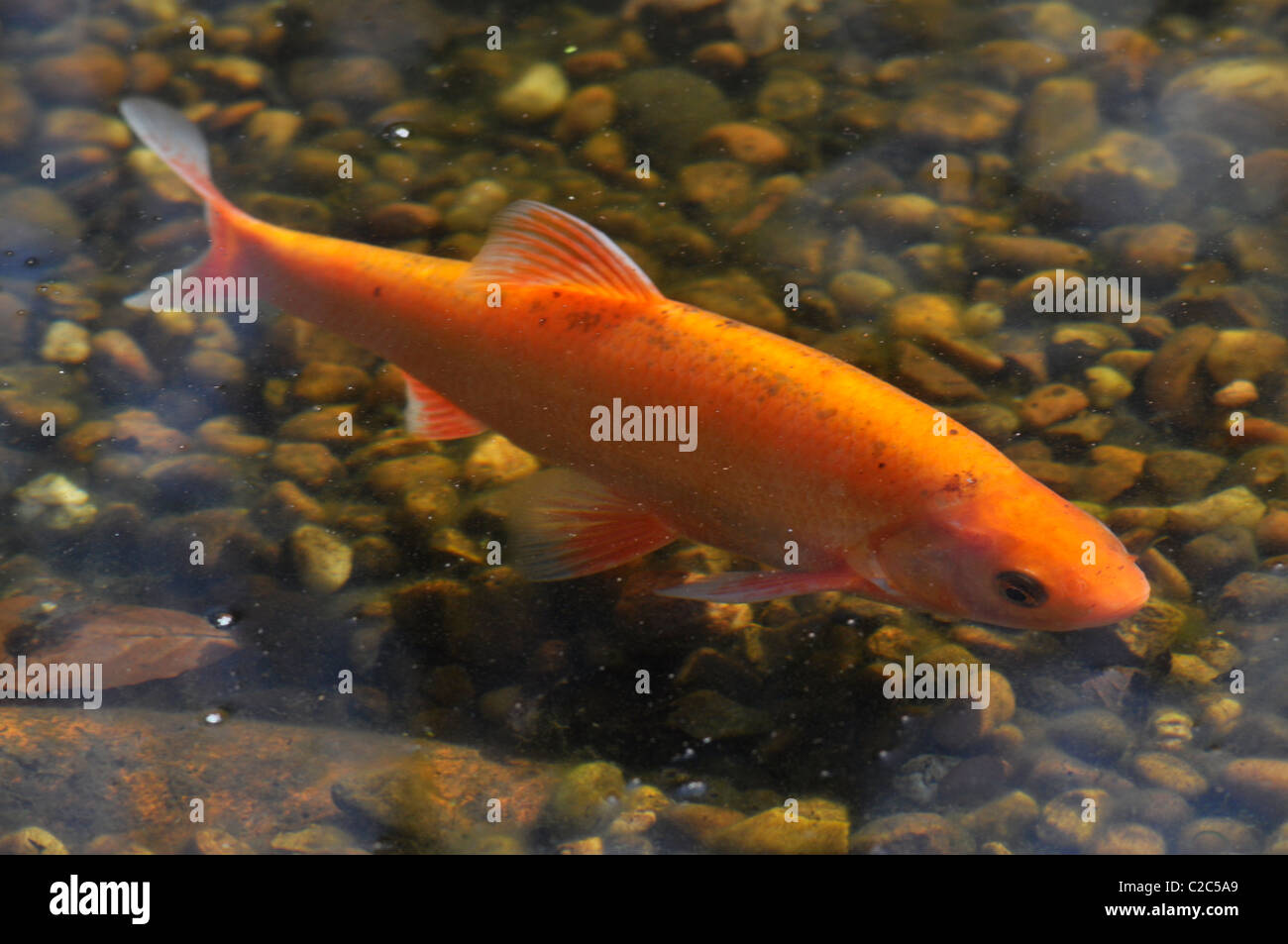 Image of a golden orff fish in a shallow pond, with pebble background ...