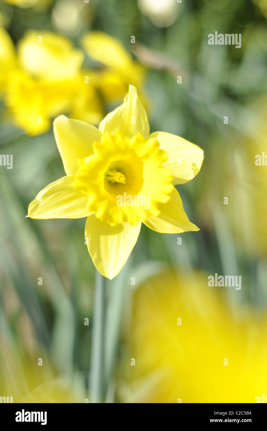 Image of a daffodil flower, soft focus garden background Stock Photo ...
