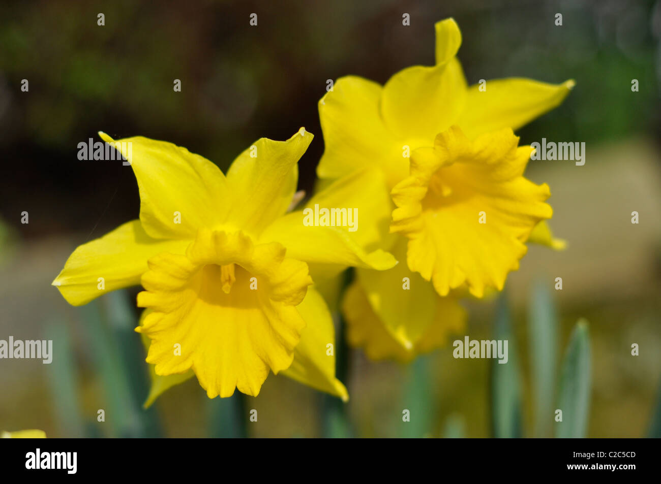 Image of a daffodil flower, soft focus garden background Stock Photo ...