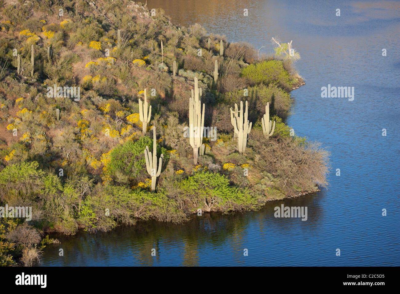 AERIAL VIEW. The saguaro cactus is the quintessential plant of the ...
