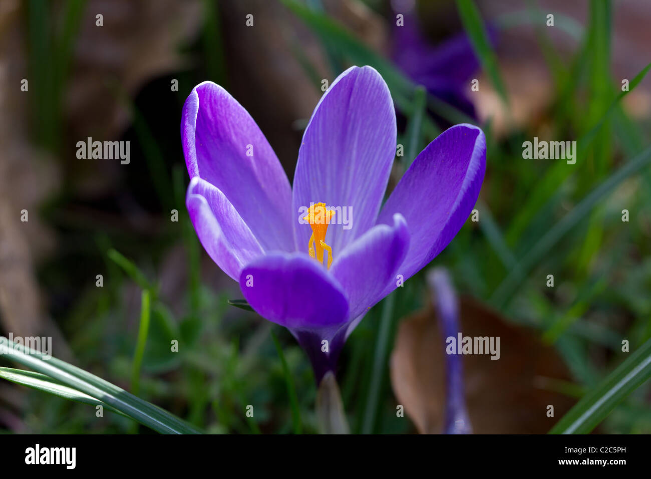 Beautiful blue crocus in macro view Stock Photo - Alamy