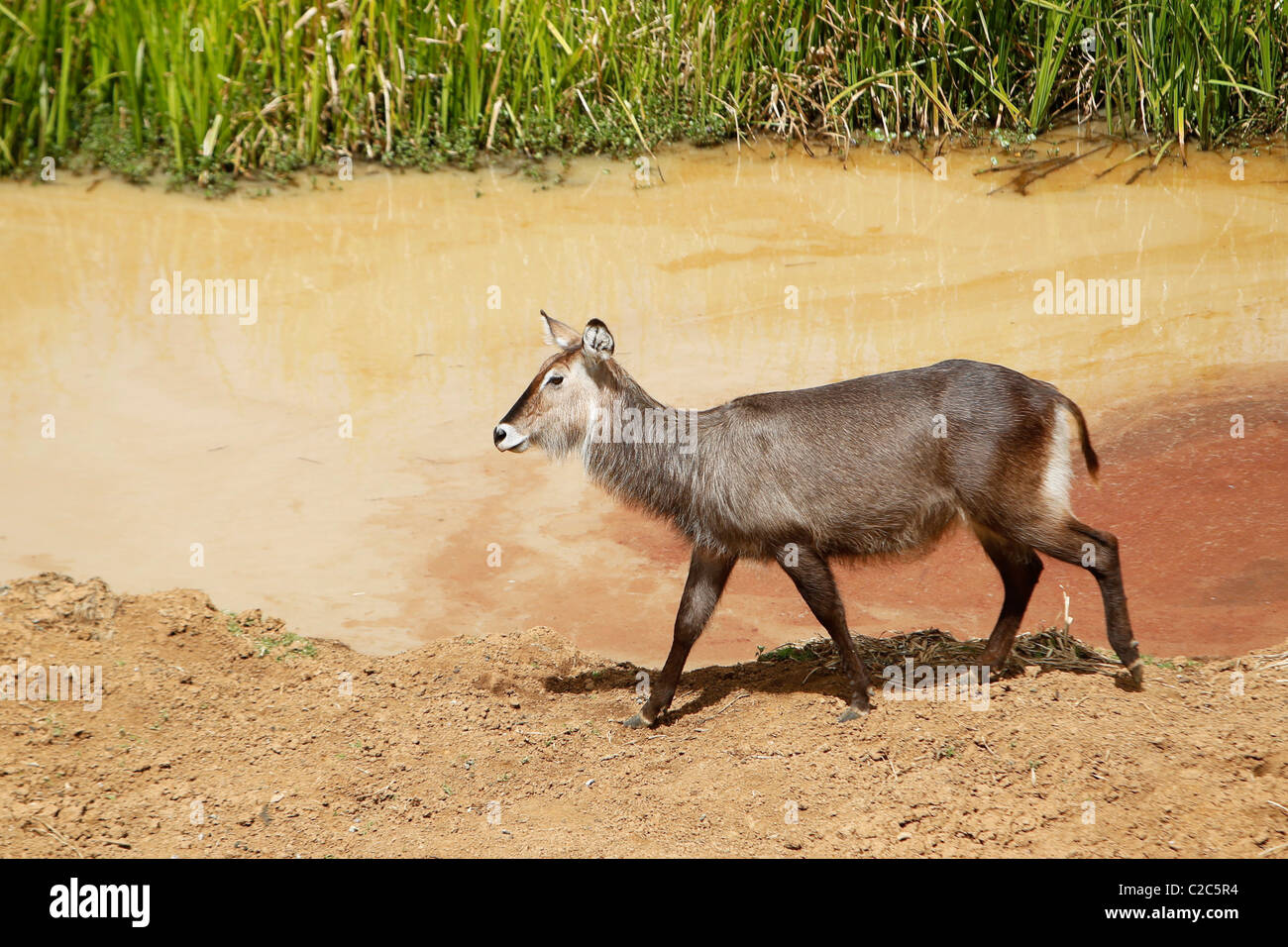 A Waterbuck standing by a watering hole in kenya Stock Photo - Alamy