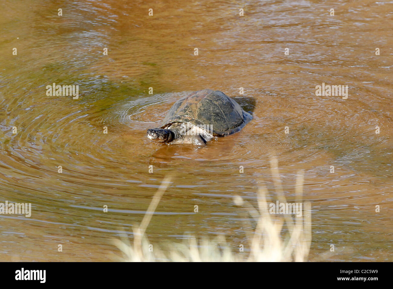A turtle swimming in a river Stock Photo - Alamy