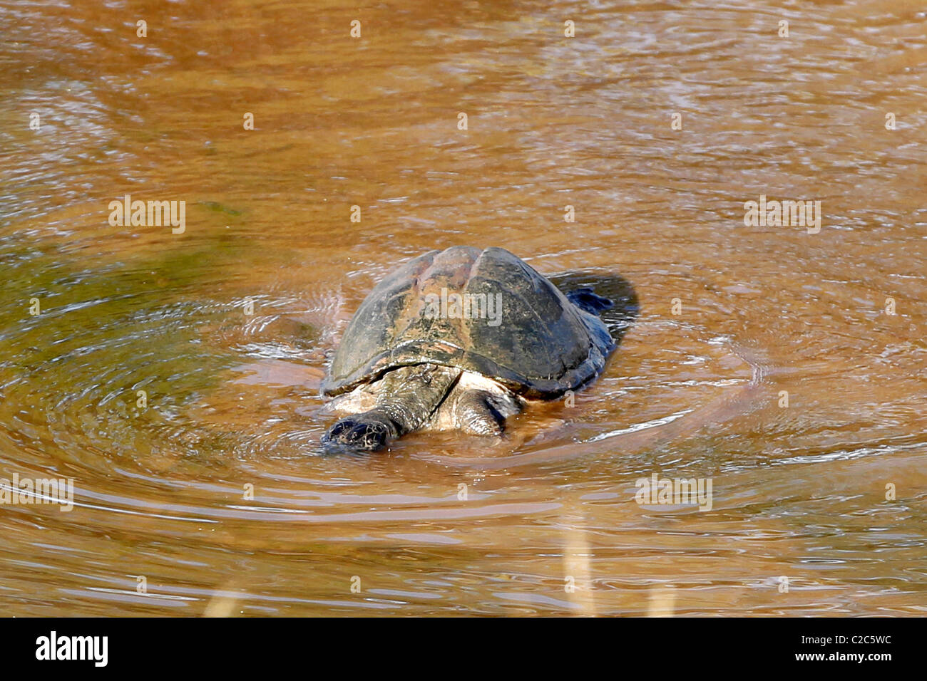 A turtle swimming in a river Stock Photo - Alamy