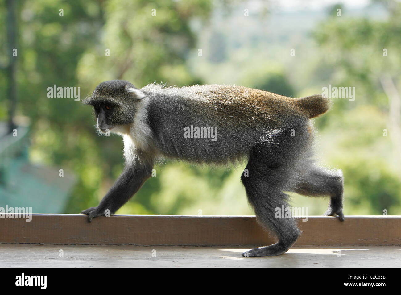 A Sykes' Monkey with one arm and no tail on a hotel balcony in ...