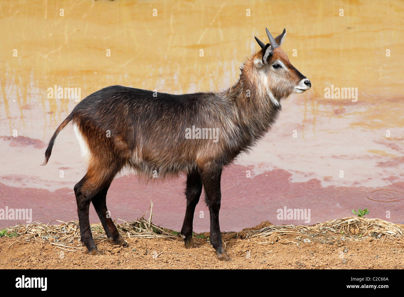 A Waterbuck standing by a watering hole in Kenya Stock Photo - Alamy