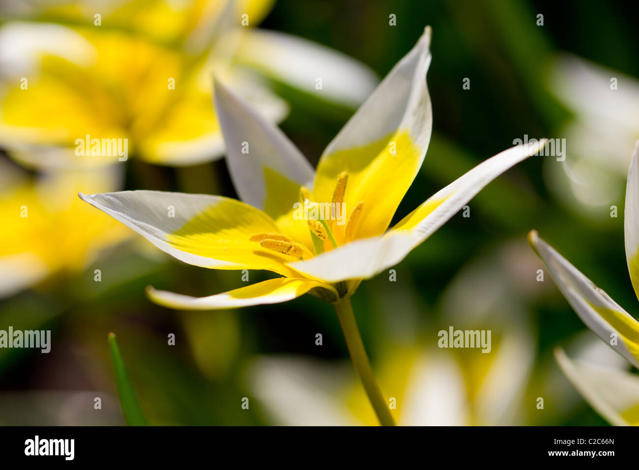 Tulip tree flower yellow hi-res stock photography and images - Alamy
