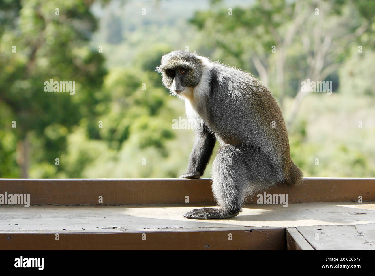 One with a tail hi-res stock photography and images - Alamy