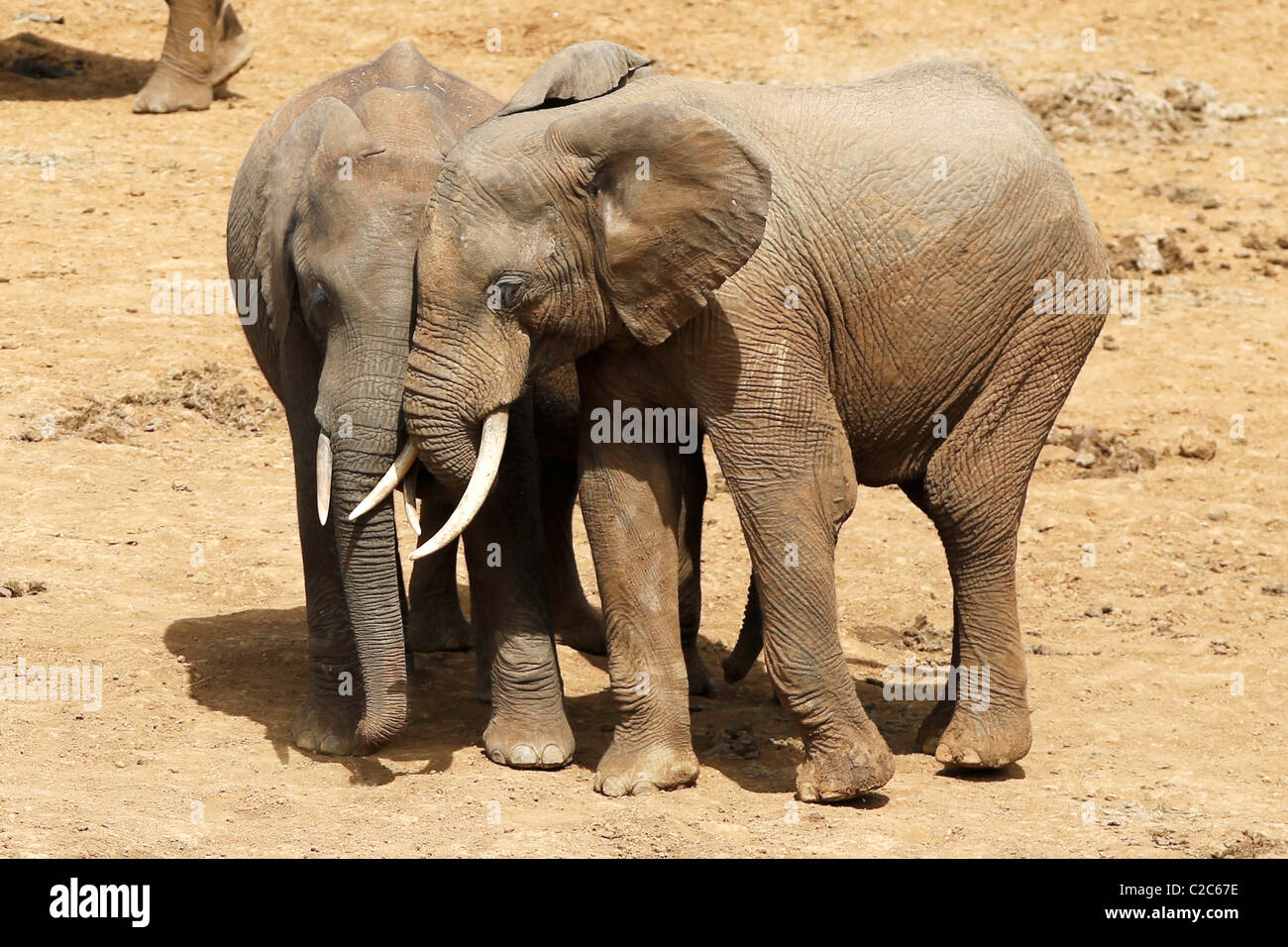 Two tusks hi-res stock photography and images - Alamy