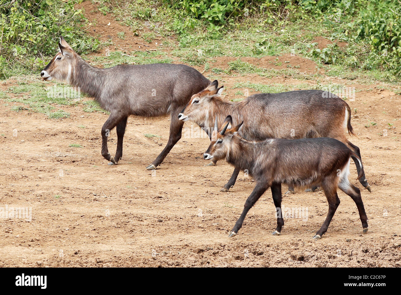 Three Waterbuck walking in Kenya Stock Photo - Alamy
