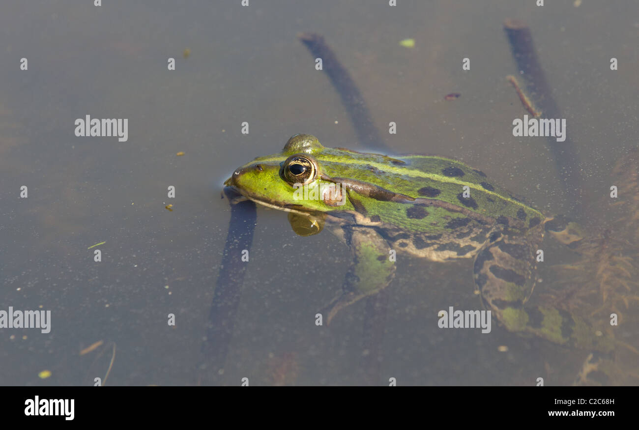 Detailed frog swimming in water with open eyes Stock Photo - Alamy