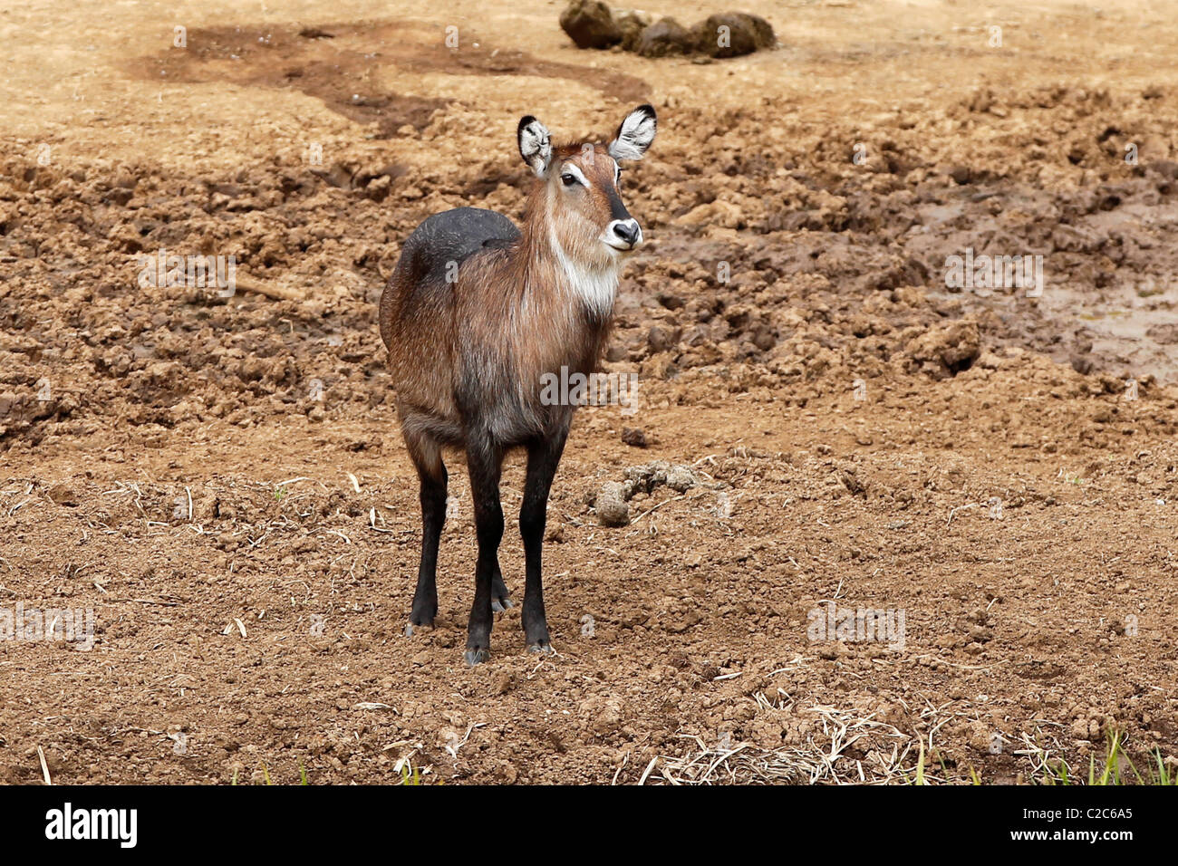 A Waterbuck in Kenya Stock Photo - Alamy
